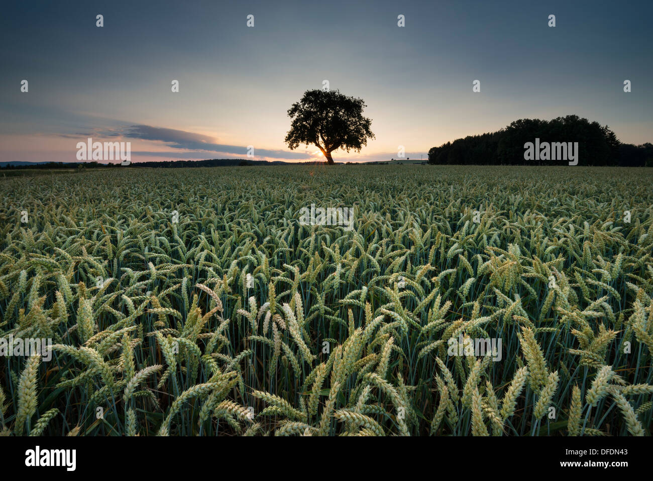 Germany, Baden Wuerttemberg, View of wheat field at sunset Stock Photo ...