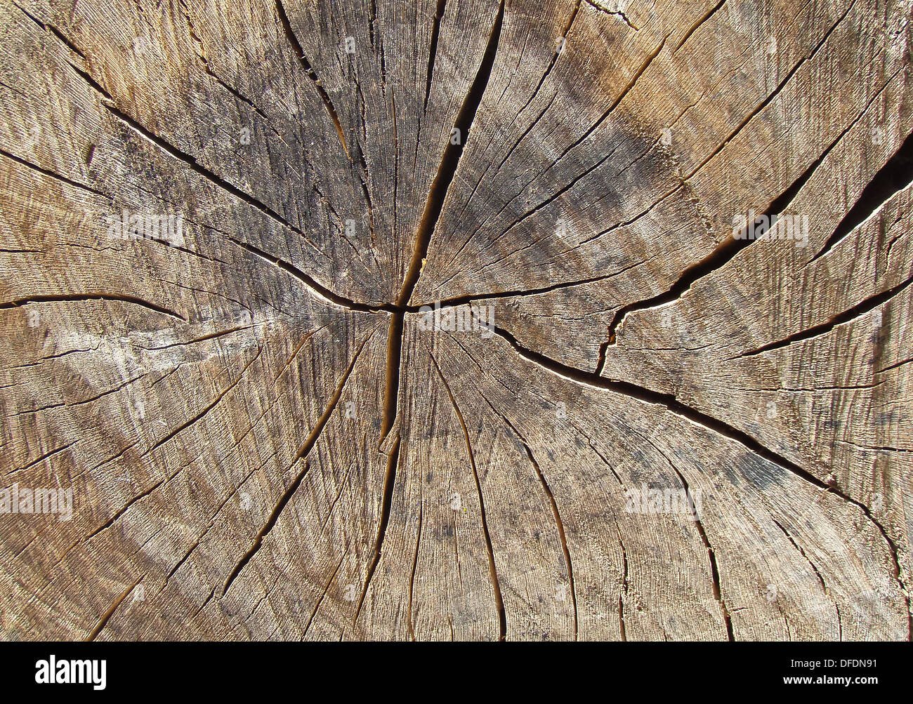 Texture of the tree. log Stock Photo - Alamy