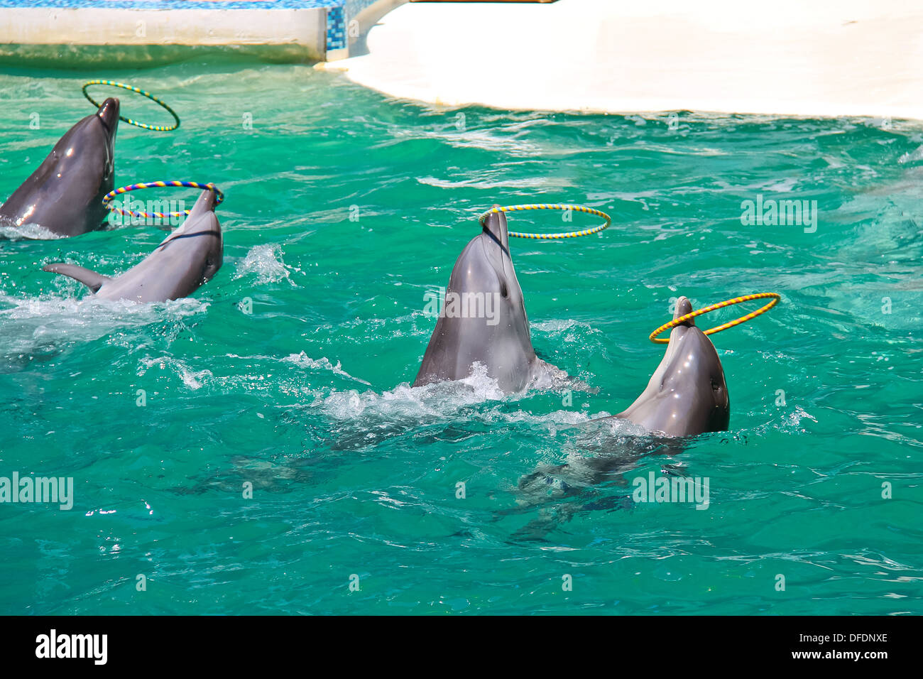 Dolphin jump ring hi-res stock photography and images - Alamy