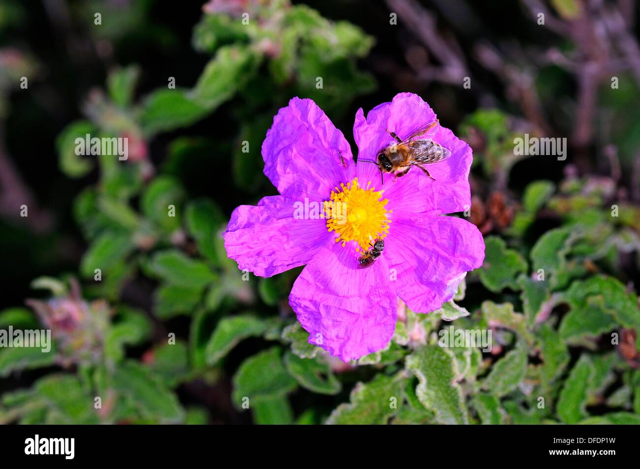 Rock rose cistus helianthemum hi-res stock photography and images - Alamy
