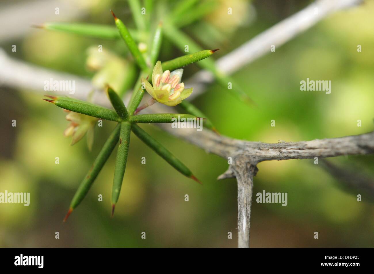 Prickly asparagus asparagus aphyllus hi-res stock photography and ...