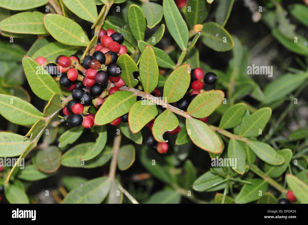 Mastic Plant High Resolution Stock Photography and Images - Alamy