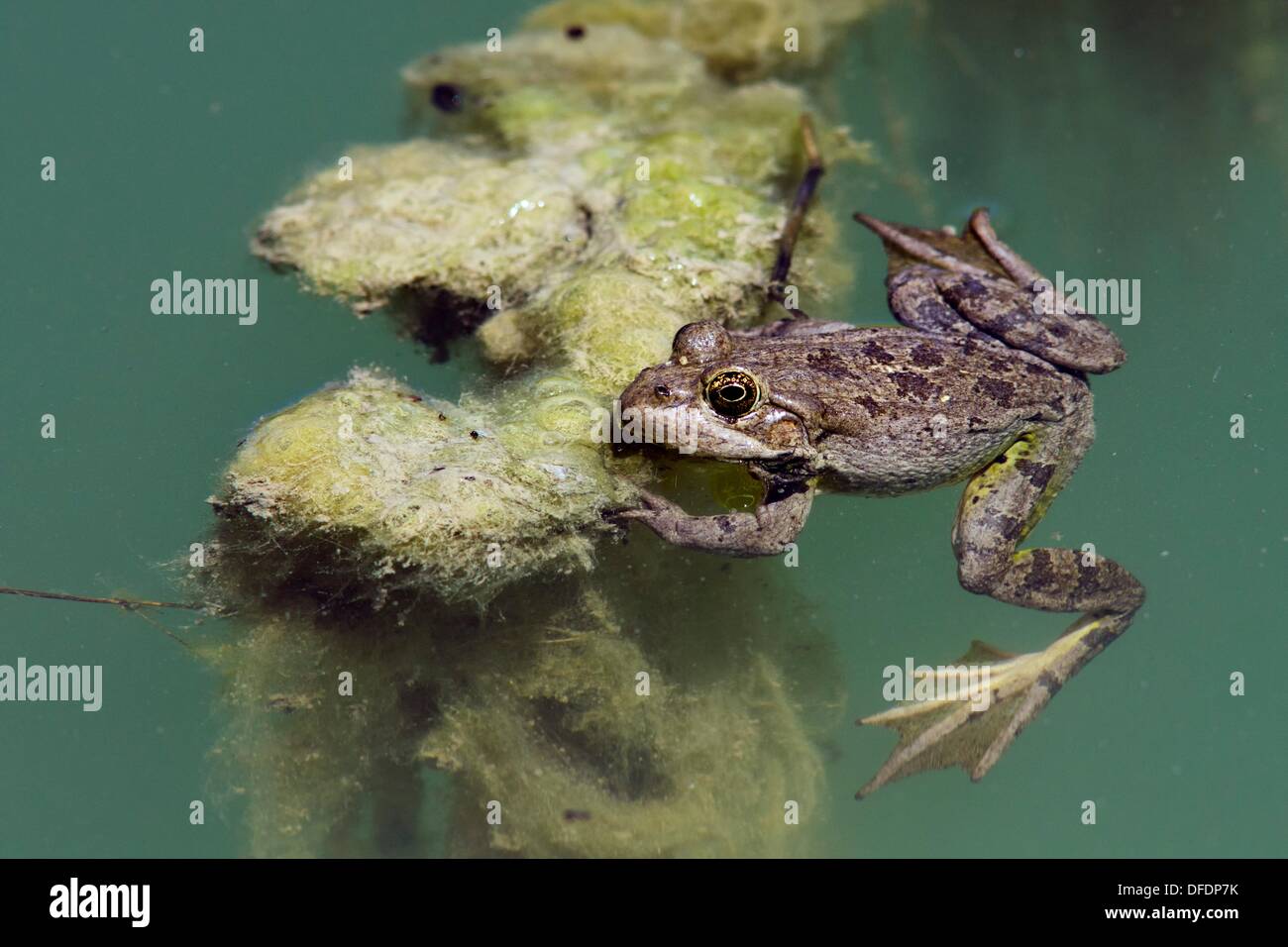 Rana cretensis hi-res stock photography and images - Alamy