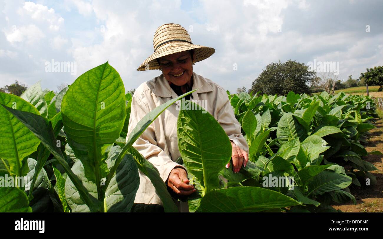 Tobbaco Stock Photos & Tobbaco Stock Images - Alamy