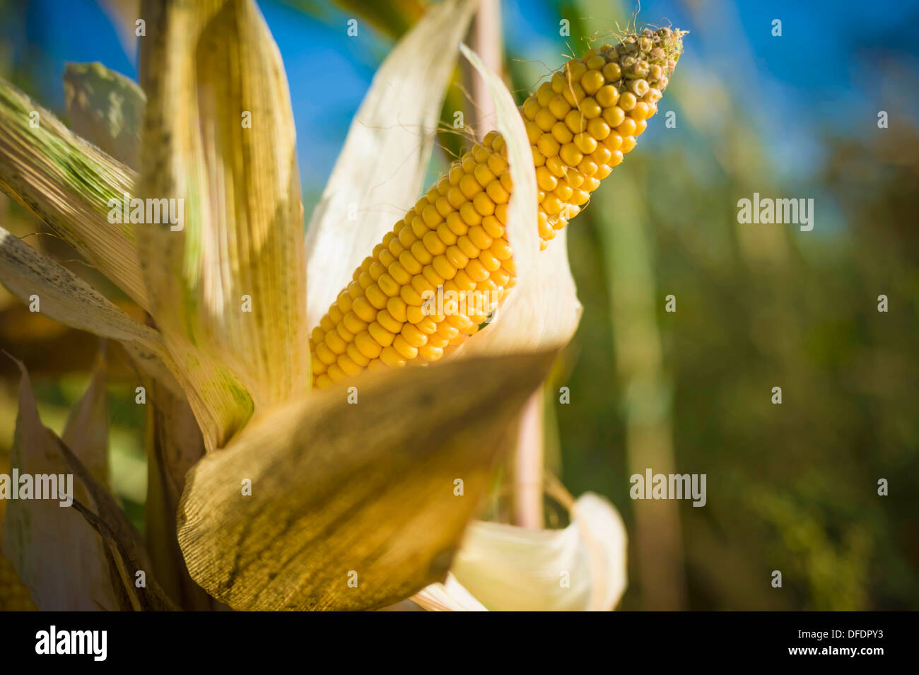 Fresh Corn Cob On Tree High Resolution Stock Photography and Images - Alamy