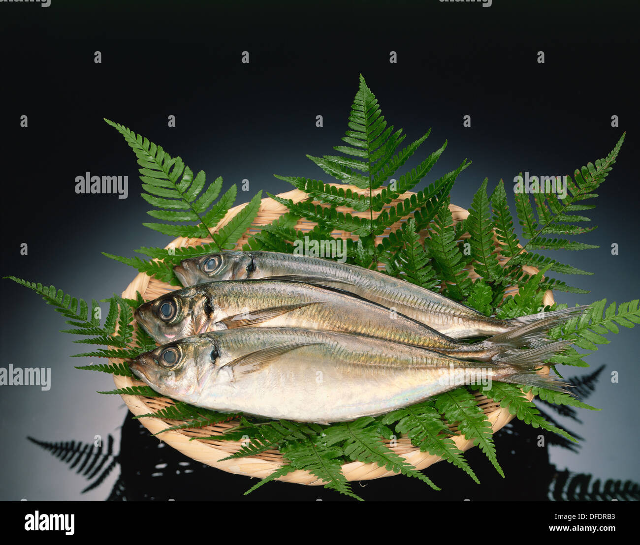 Carangidae hi-res stock photography and images - Alamy