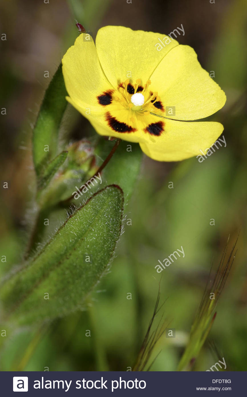 Halimium Stock Photos & Halimium Stock Images - Alamy