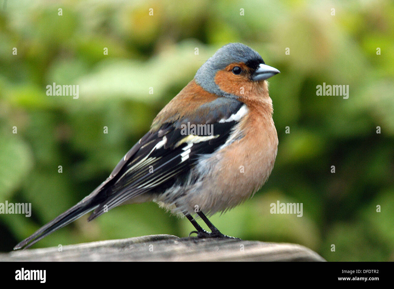 Finches farmland hi-res stock photography and images - Alamy