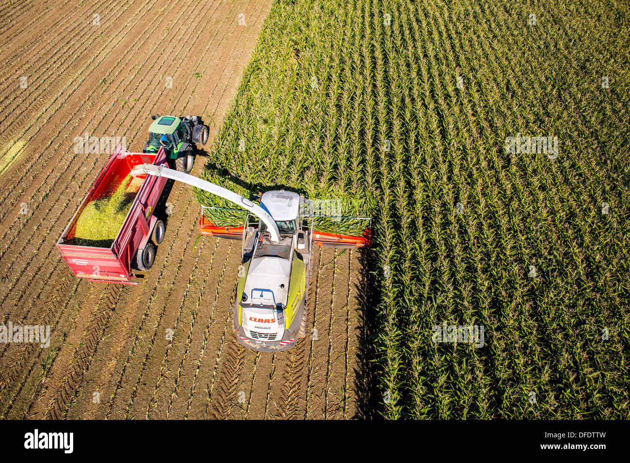 Agriculture, corn harvest. Combine, harvester works through a corn ...