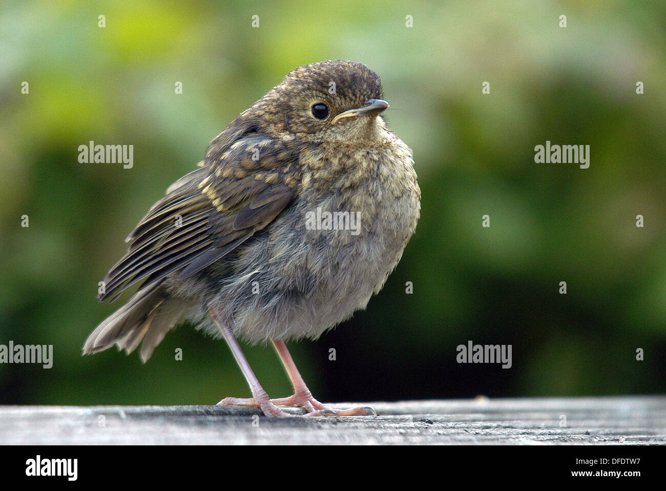 Juvenile robin hi-res stock photography and images - Alamy