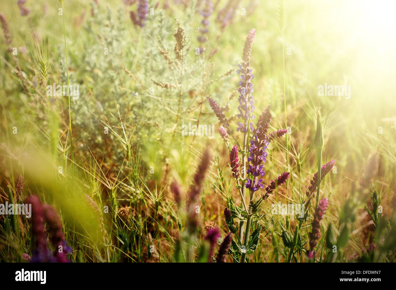 Violet meadow flower Stock Photo - Alamy