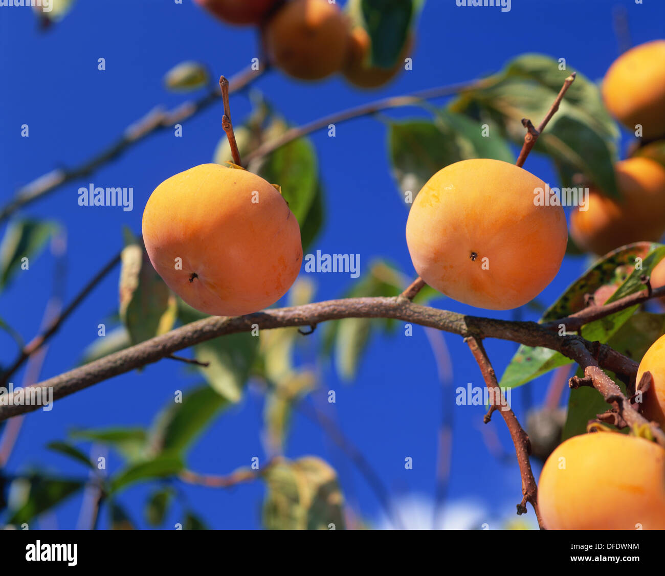Persimmon japan fruit hi-res stock photography and images - Alamy