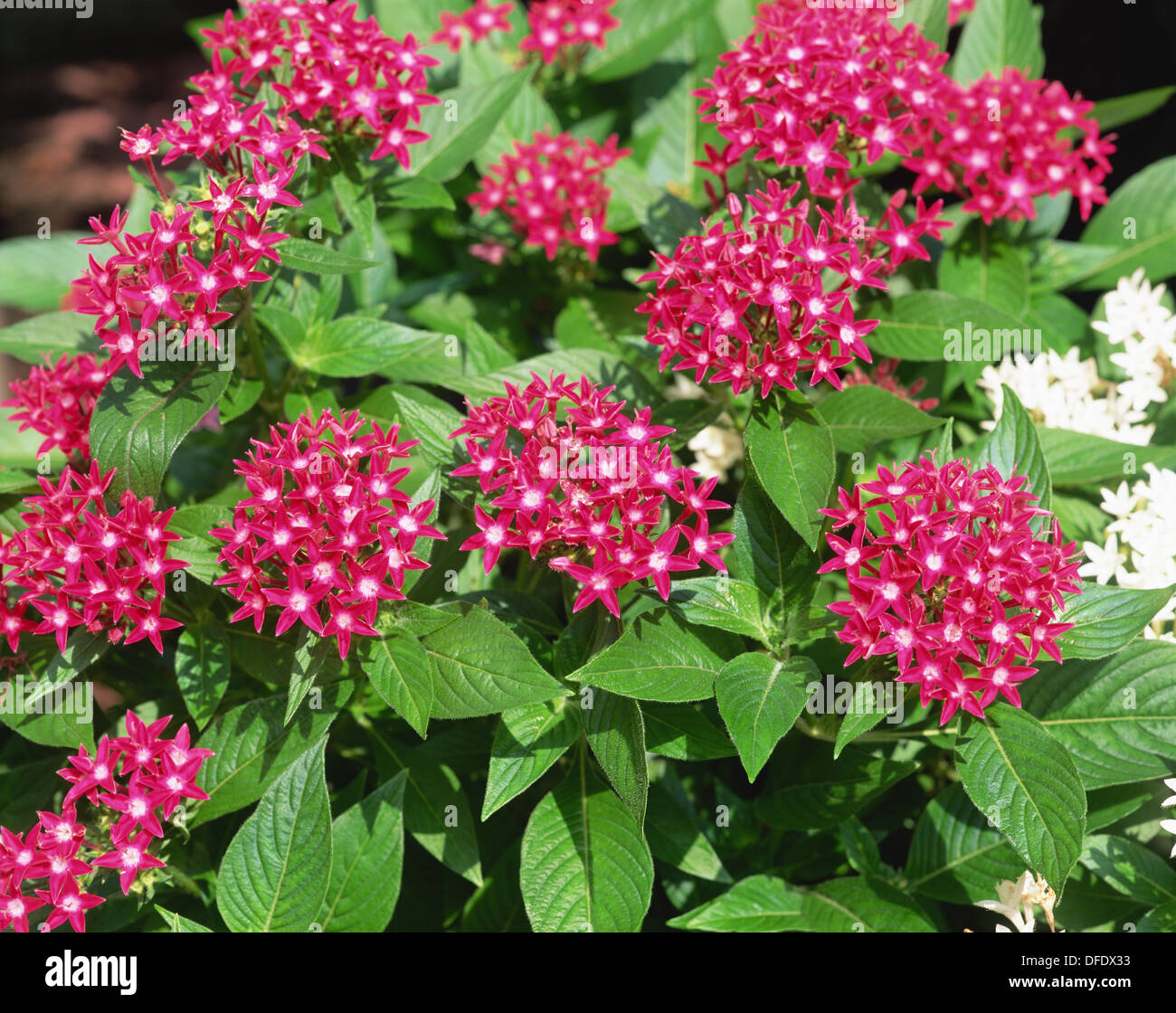 Red pentas hi-res stock photography and images - Alamy