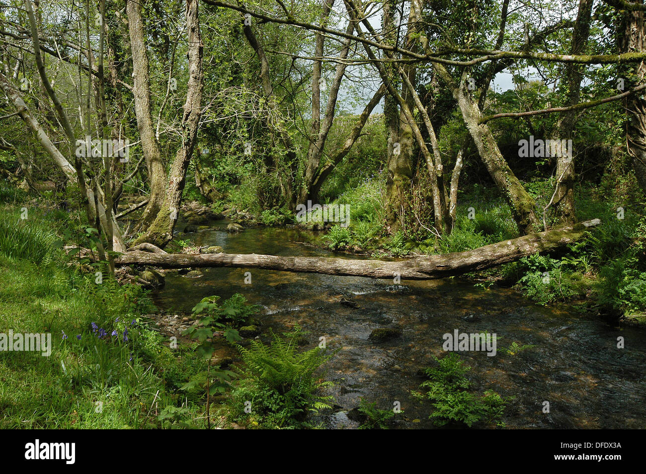 The River Meavy between the Ford and Higher Meavy bridge at Meavy ...
