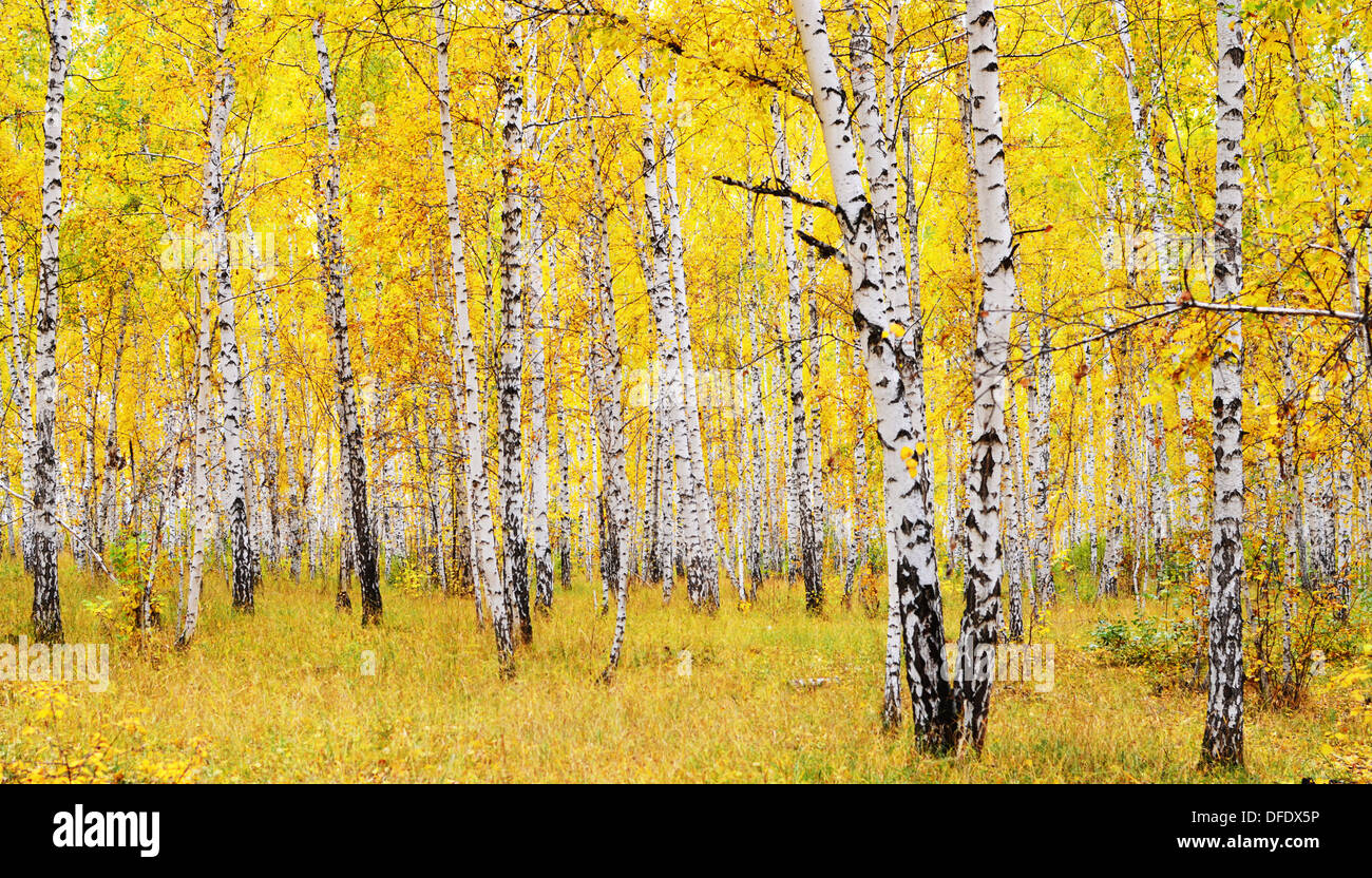 Birch bark herb hi-res stock photography and images - Alamy