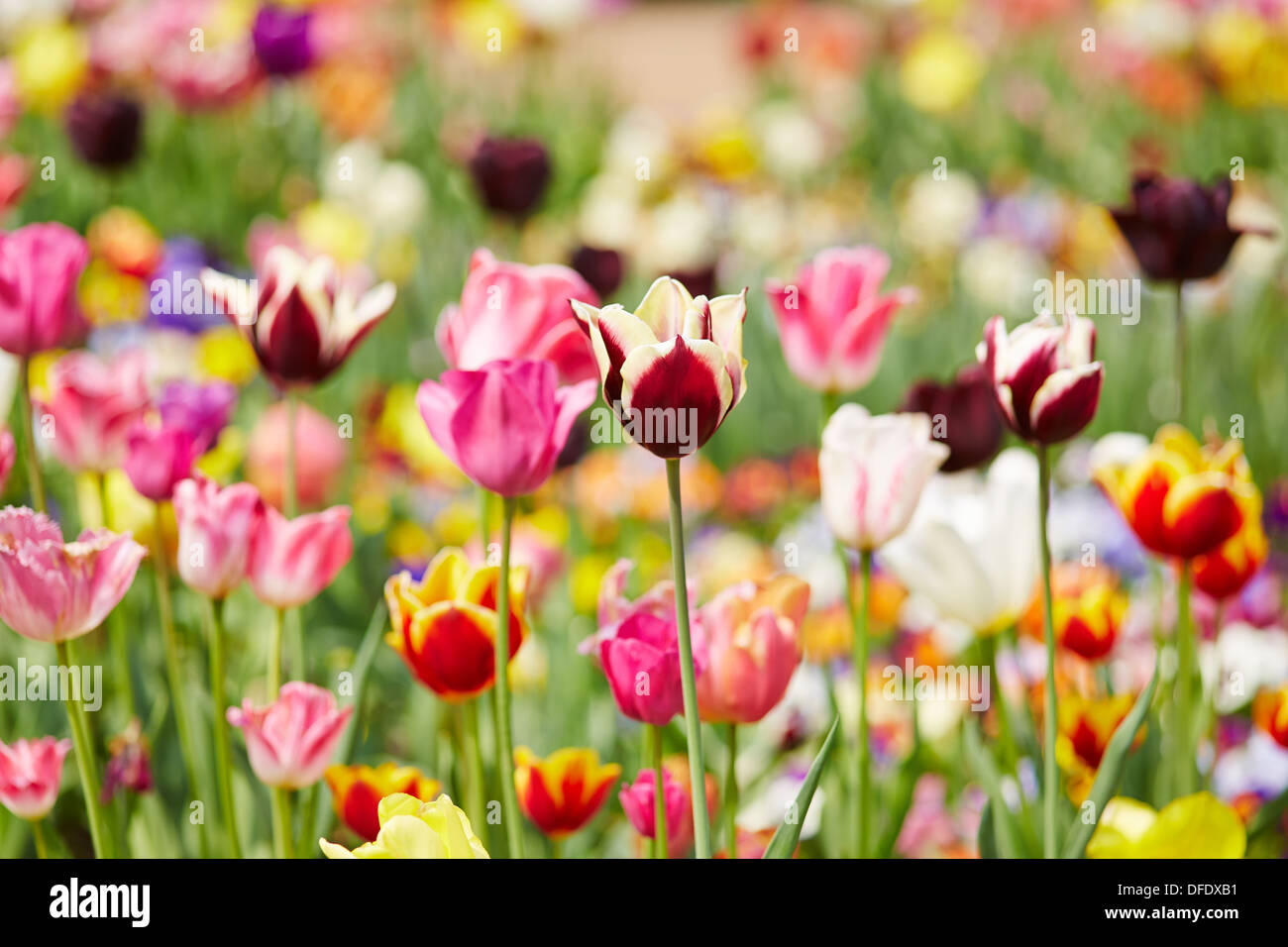Different colors of tulip flowers hi-res stock photography and images ...