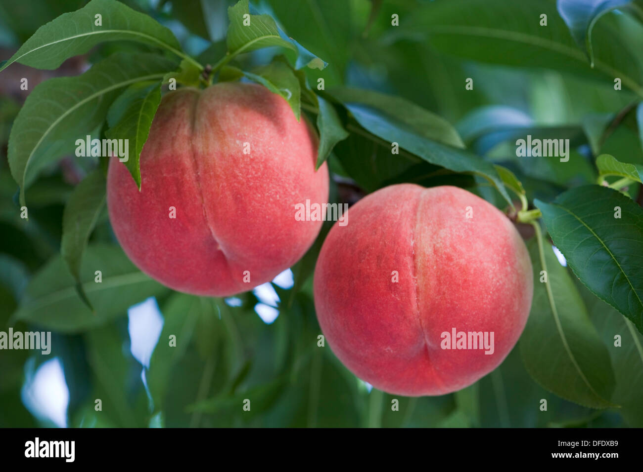 Japan peach hi-res stock photography and images - Alamy