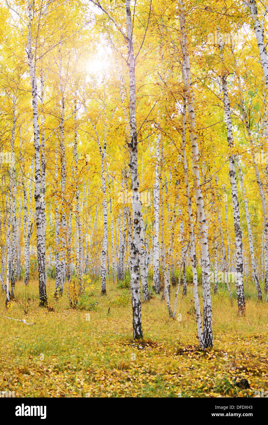autumn birch forest Stock Photo - Alamy