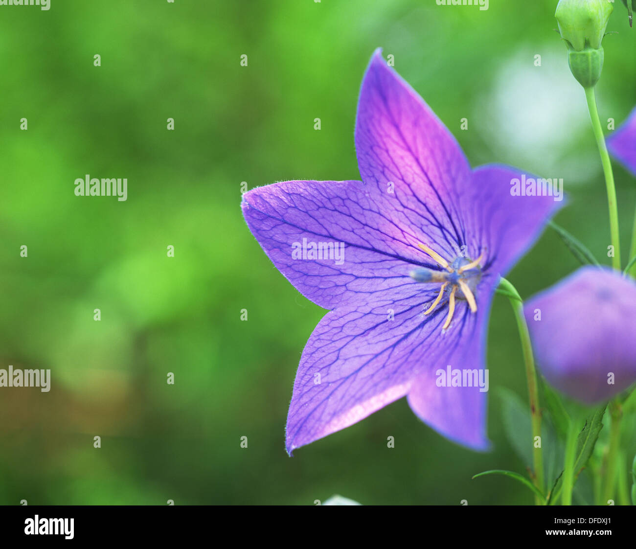 Balloon Flower Stock Photos & Balloon Flower Stock Images - Alamy