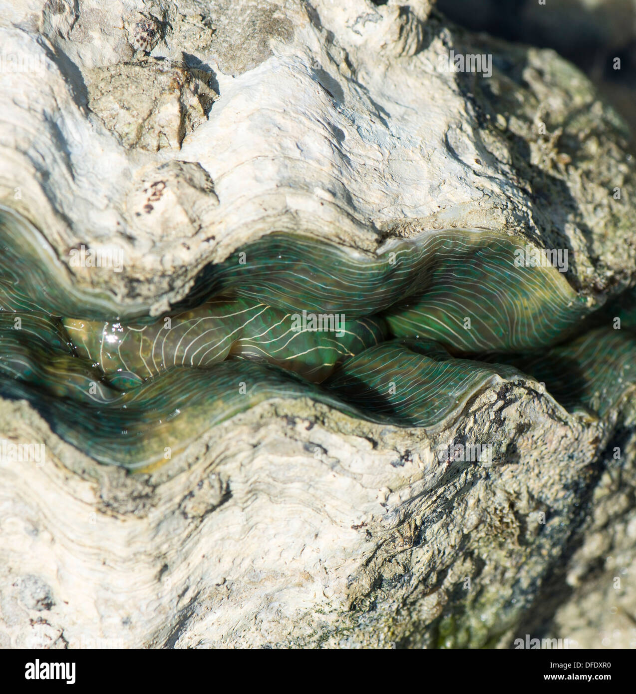 Giant clam great barrier reef hi-res stock photography and images - Alamy