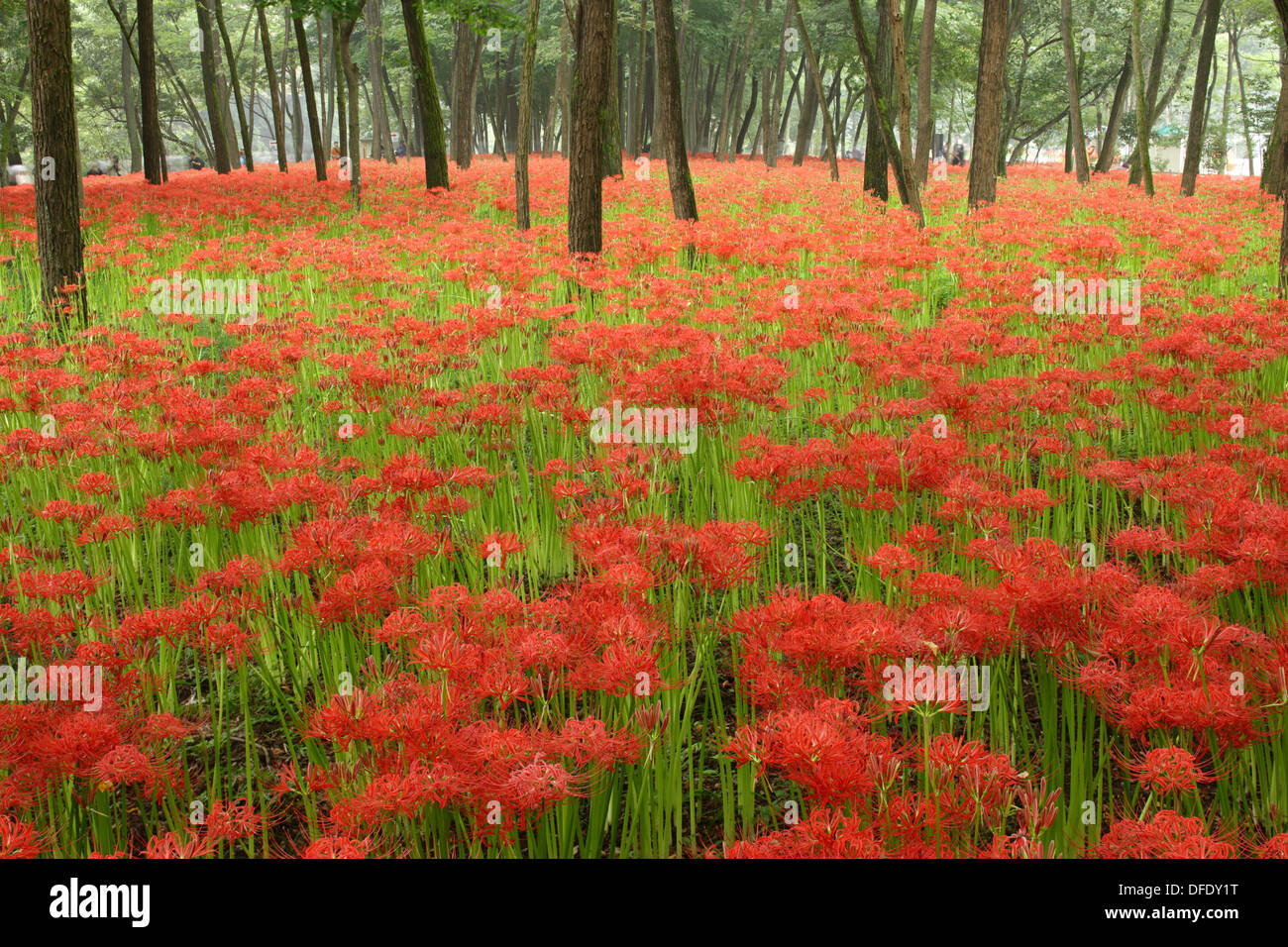 Spider Lily, Saitama, Japan Stock Photo - Alamy