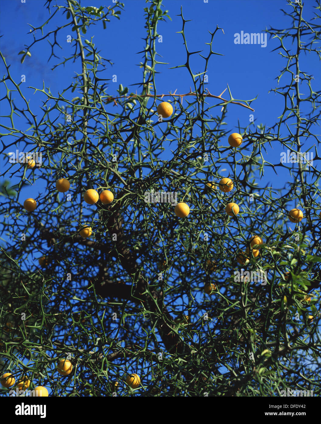 Plant poncirus trifoliata hi-res stock photography and images - Alamy