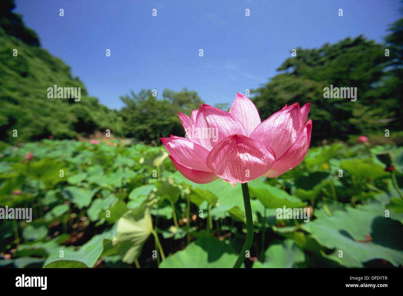 Lotus, Fukushima, Japan Stock Photo - Alamy