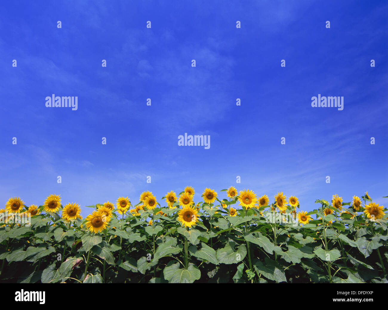 Sunflower Field, Miyagi, Japan Stock Photo - Alamy