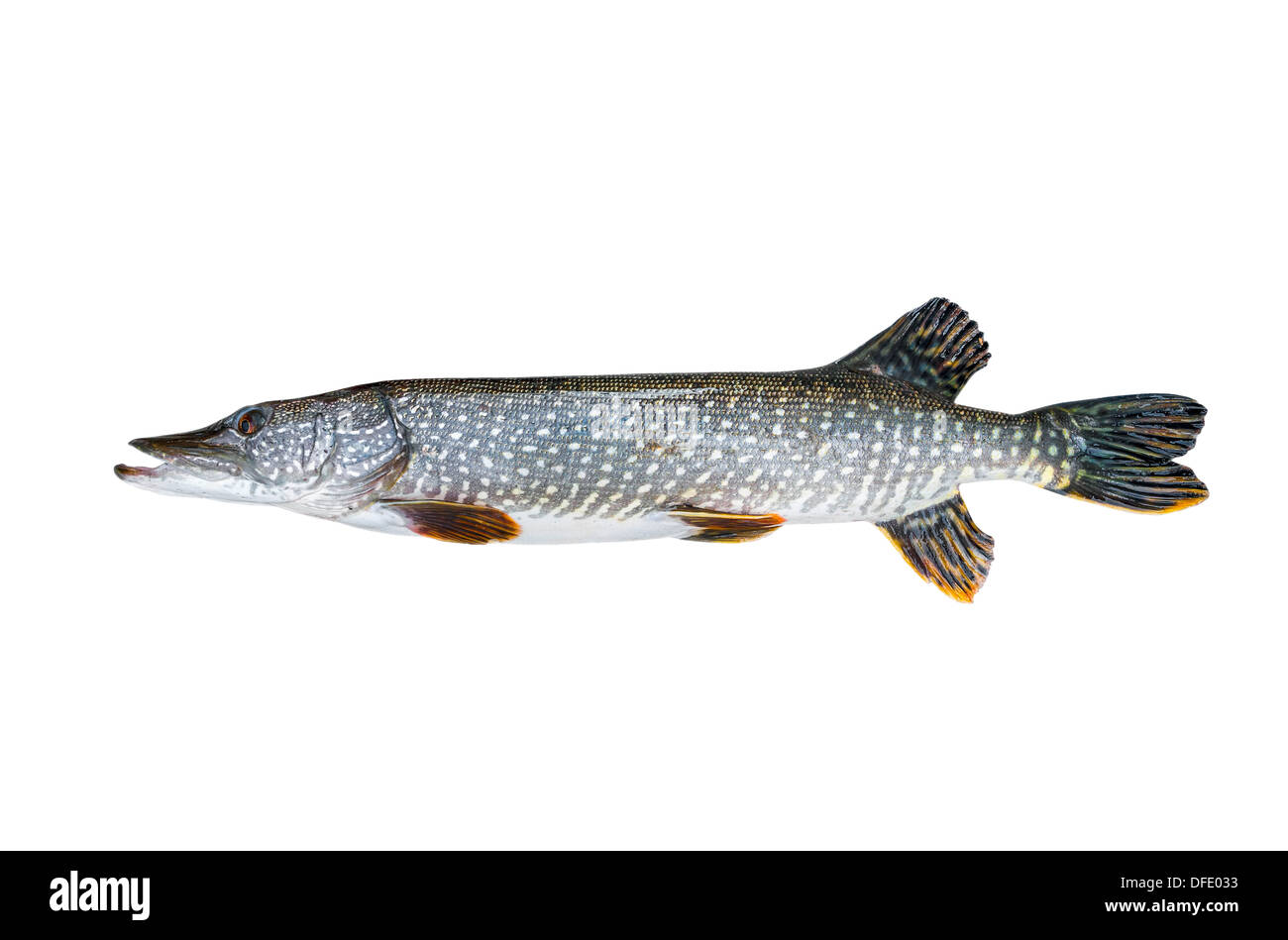 Pickerel fish hi-res stock photography and images - Alamy