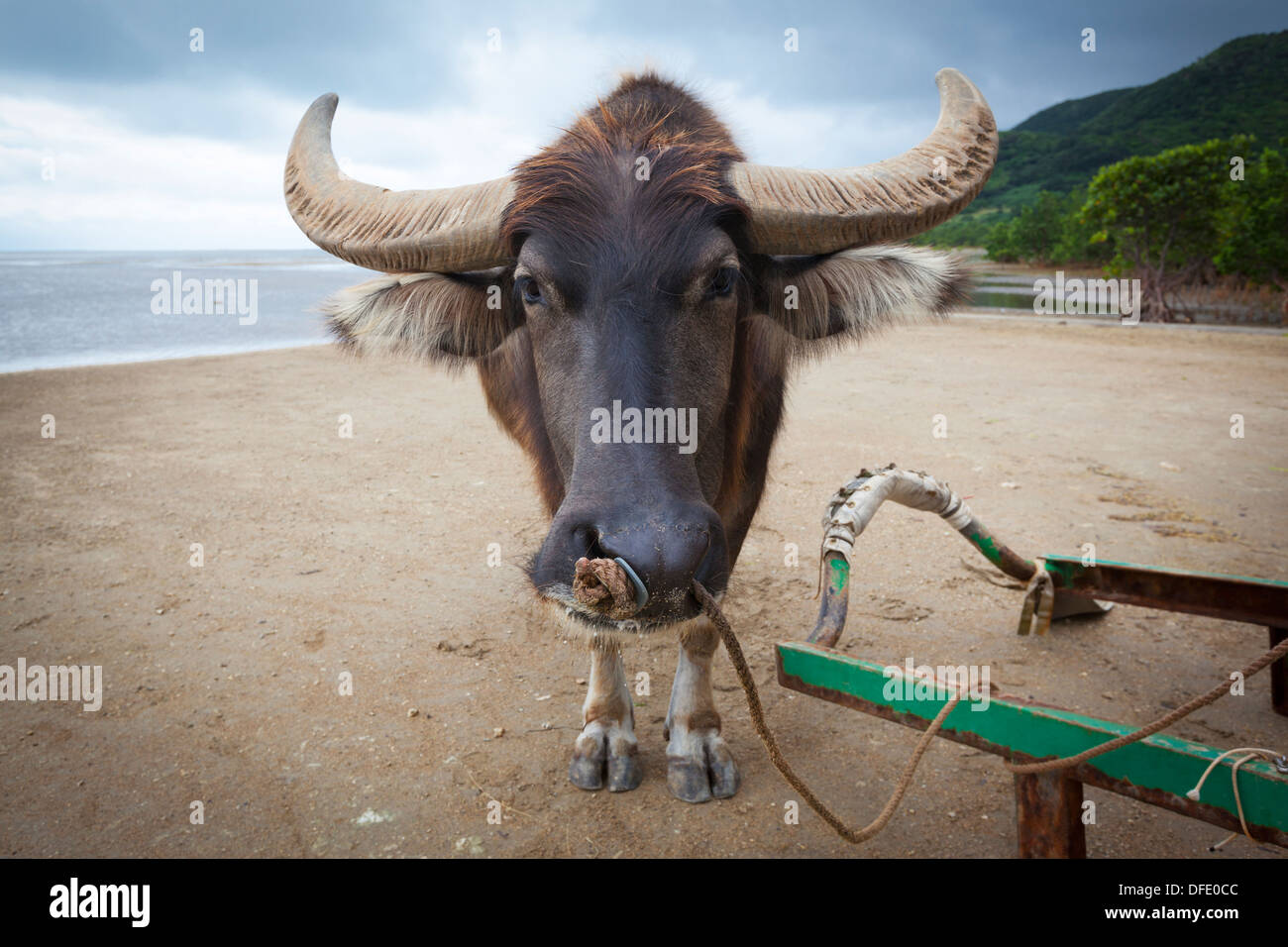 Japan water buffalo hi-res stock photography and images - Alamy