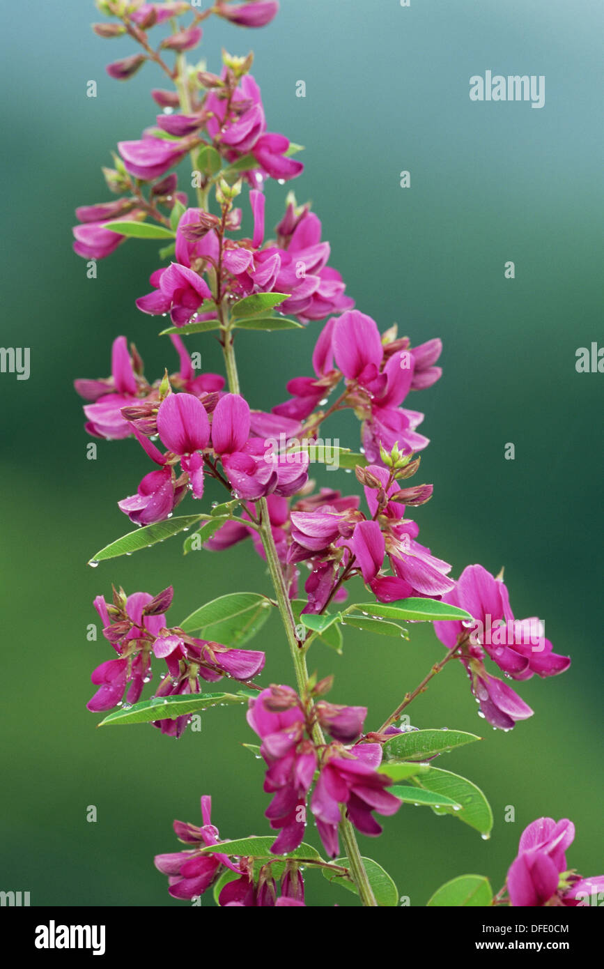 Seven leaf clover hi-res stock photography and images - Alamy