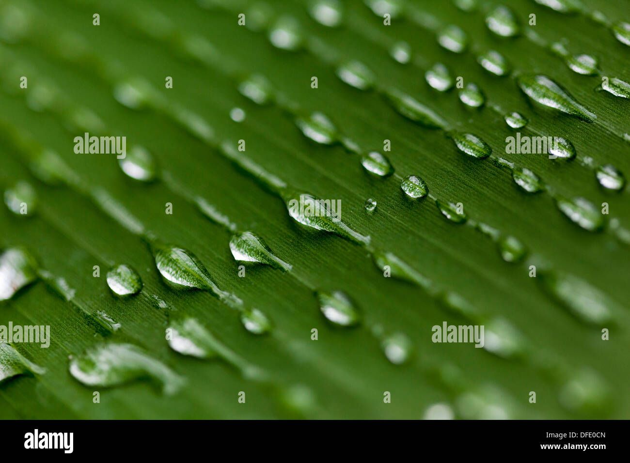 Linear leaf hi-res stock photography and images - Alamy