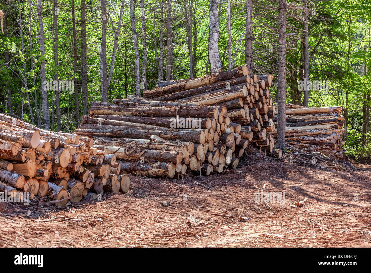 Stacks of logs in a lumber camp Stock Photo - Alamy
