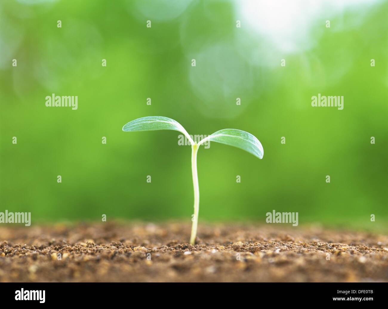 Sprout, Seed Leaf Stock Photo - Alamy