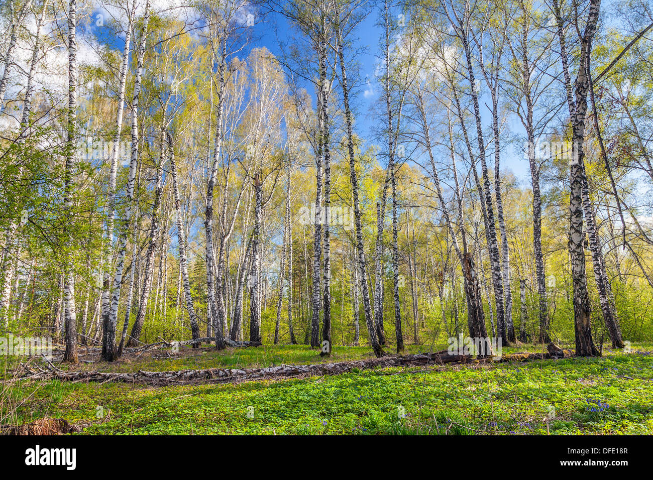 Beautiful spring landscape with Siberian nature Stock Photo - Alamy
