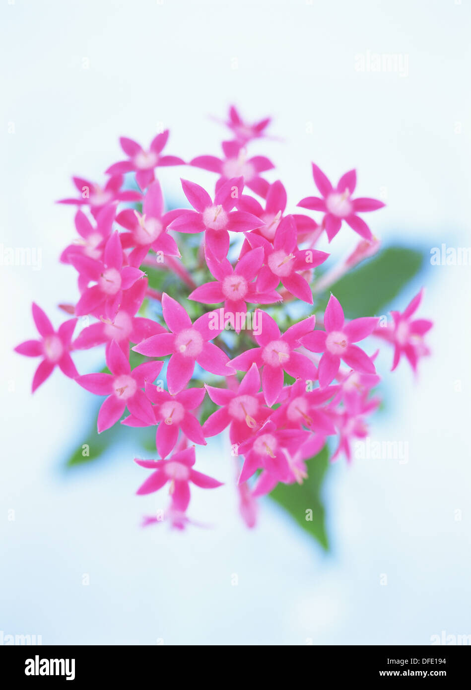 Pink pentas hi-res stock photography and images - Alamy