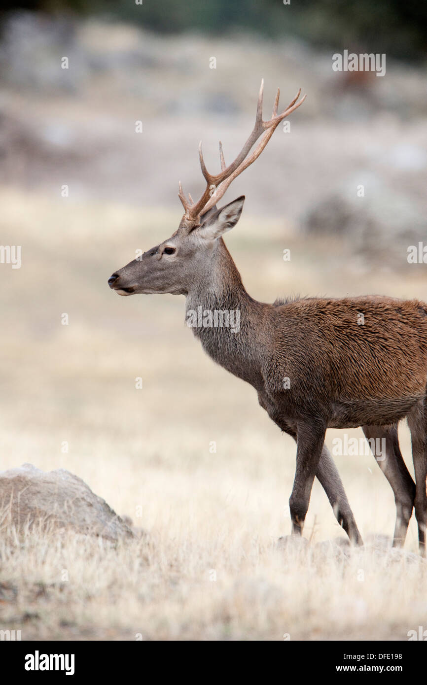 Orientacion vertical hi-res stock photography and images - Alamy