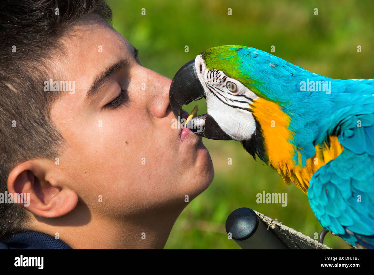 Blue and Yellow Macaw eating from boy's mouth (Ara Ararauna Stock Photo ...