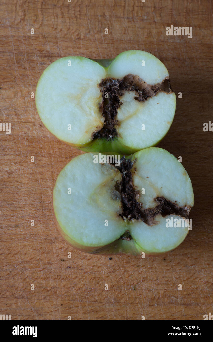 Larva tunnel hi-res stock photography and images - Alamy