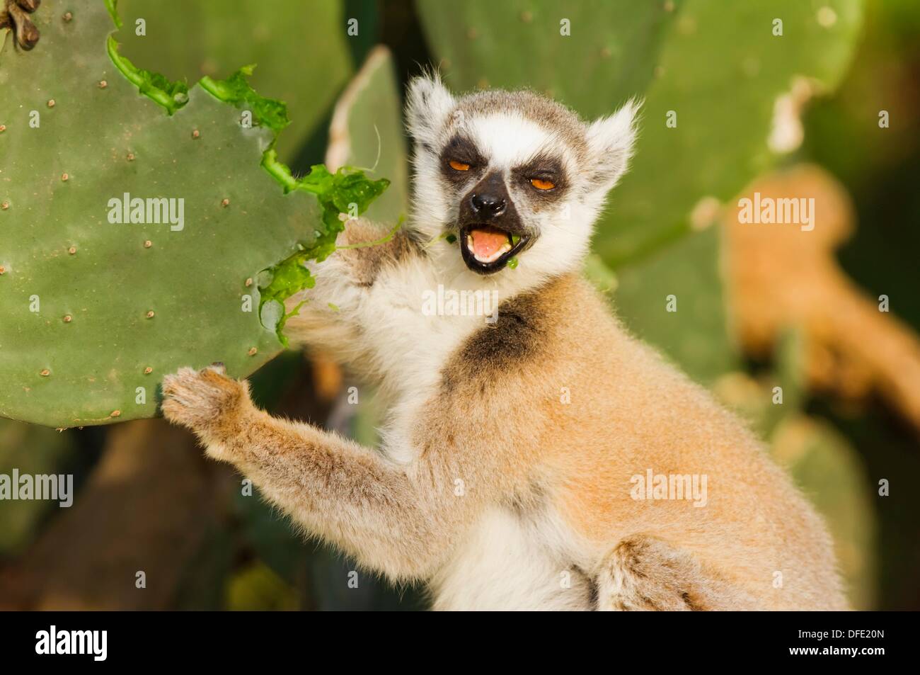Lemur catta ou maki mococo hi-res stock photography and images - Alamy