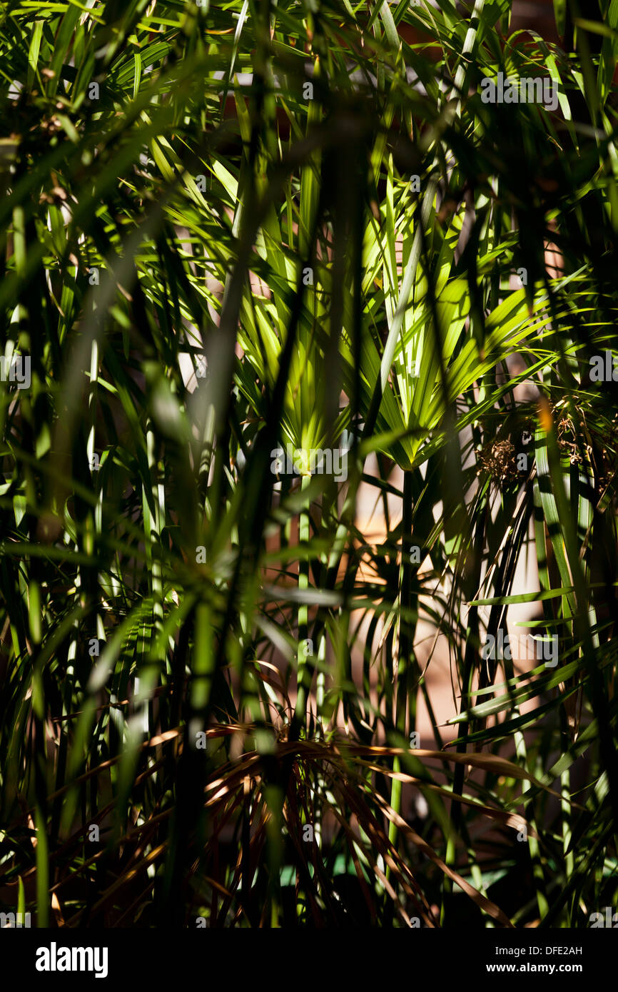Green cane type plants as an organic background Stock Photo - Alamy