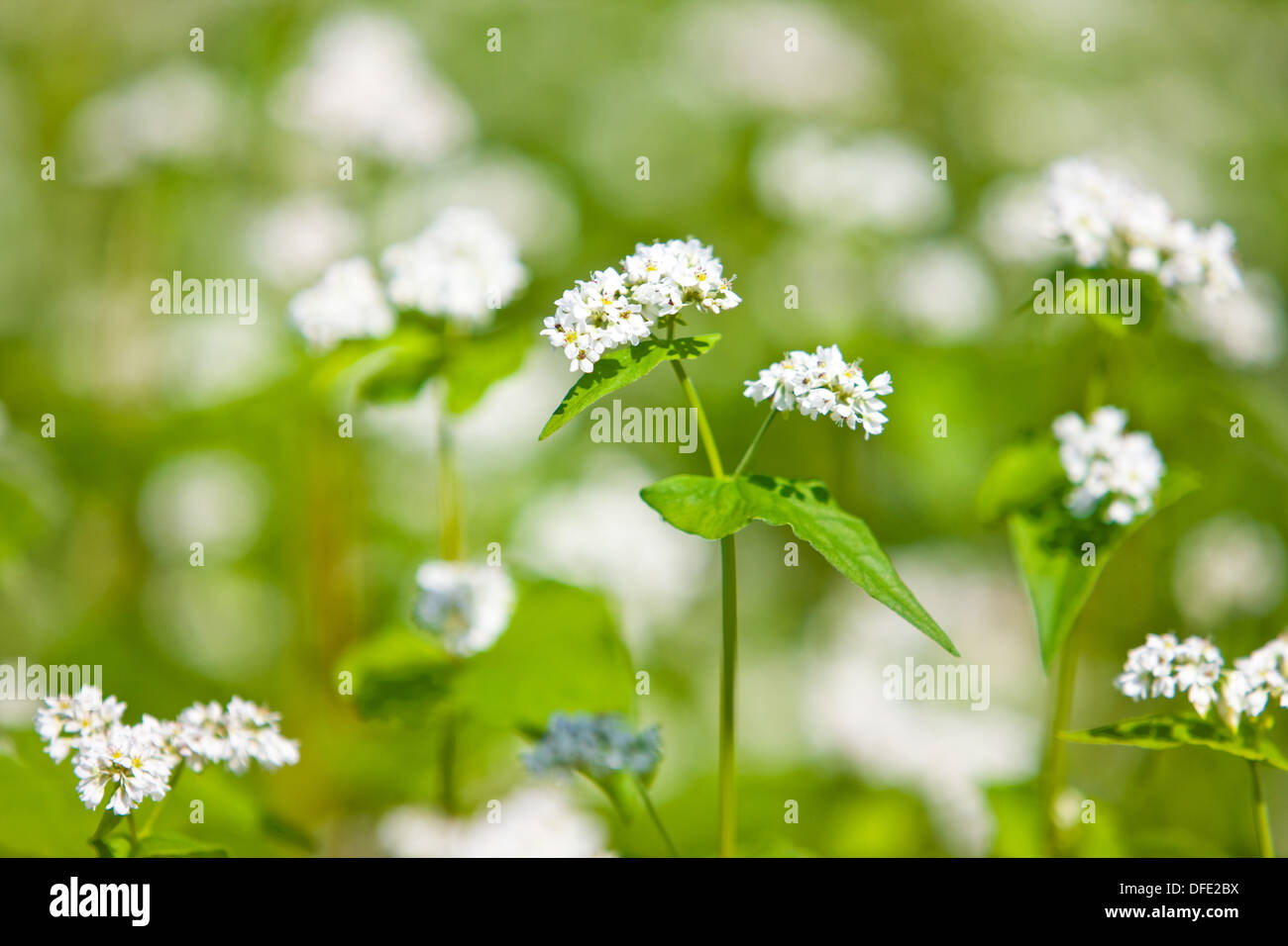 Flower Of Buckwheat, Nagano, Japan Stock Photo - Alamy