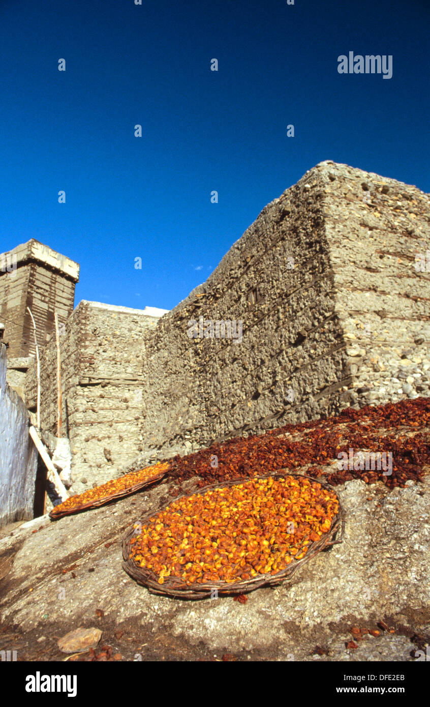 Hunza apricots pakistan hi-res stock photography and images - Alamy