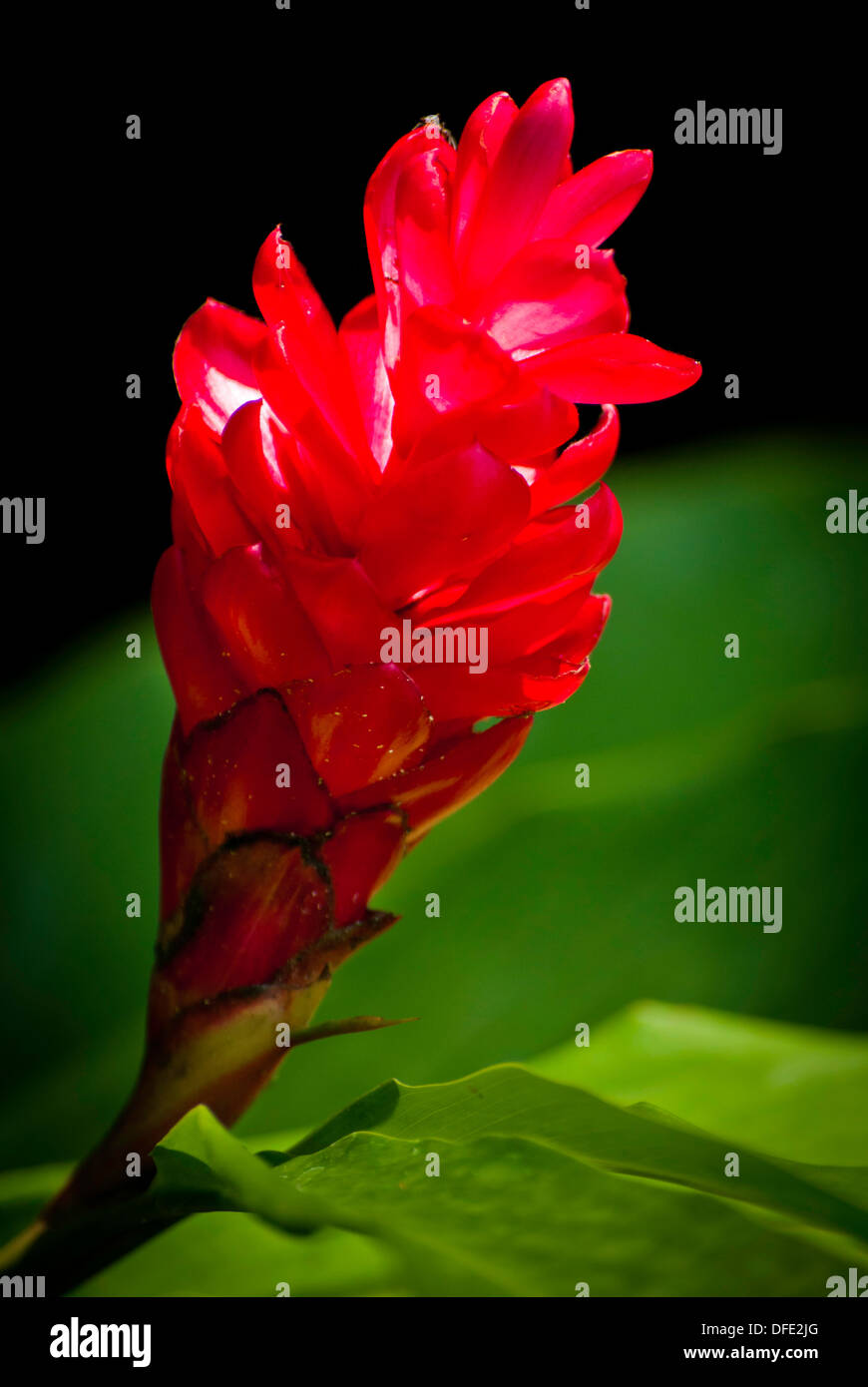 Photograph Closeup of a red ginger bloom top and stem in nature Stock ...