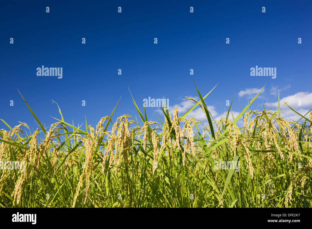 Uonuma Koshihikari, Niigata, Japan Stock Photo - Alamy