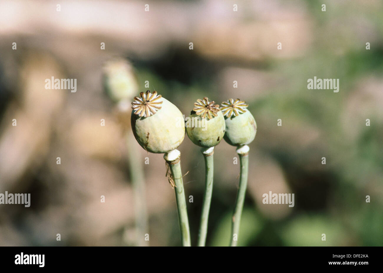 Opium seed hi-res stock photography and images - Alamy