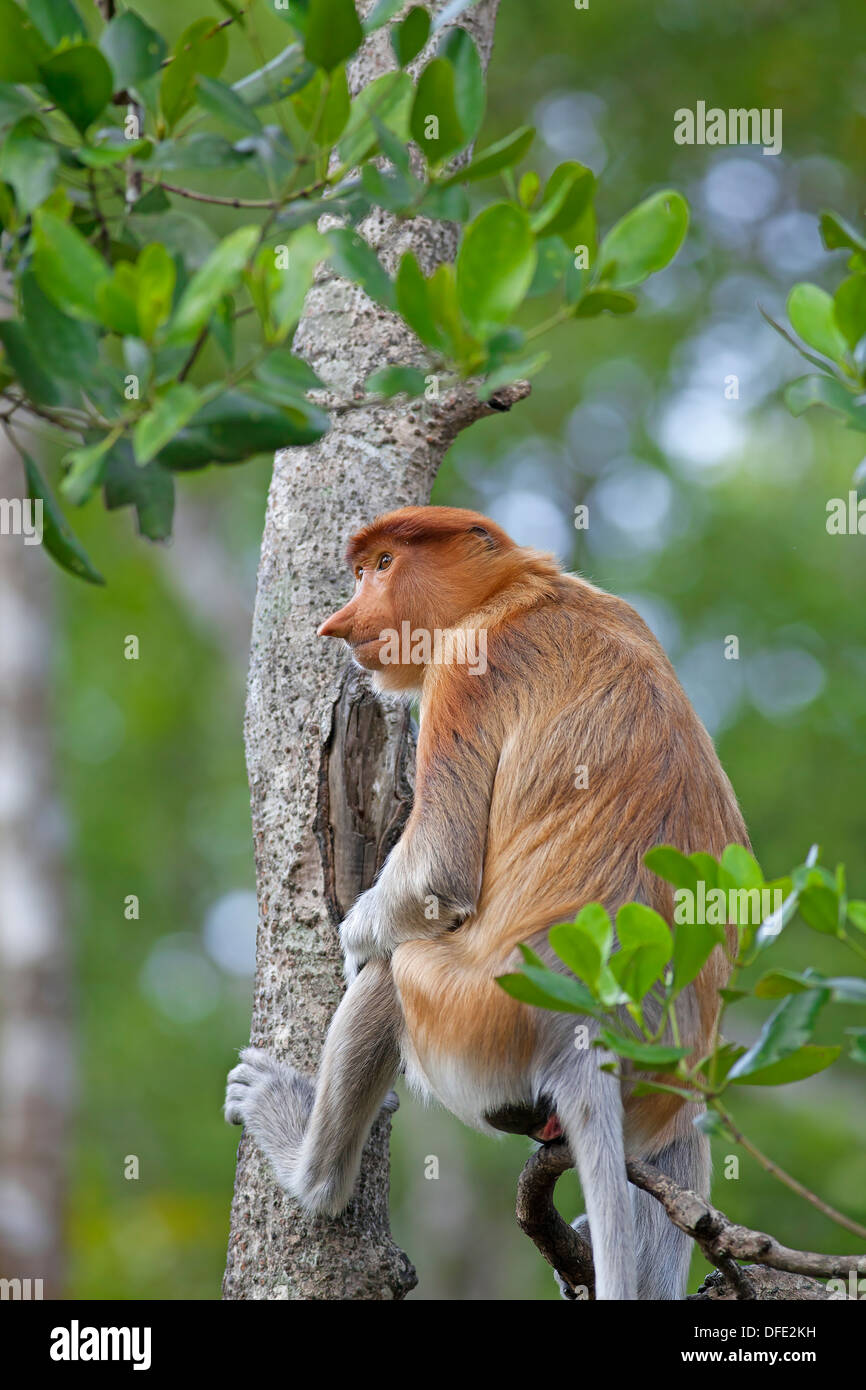Proboscis monkey climbing tree hi-res stock photography and images - Alamy