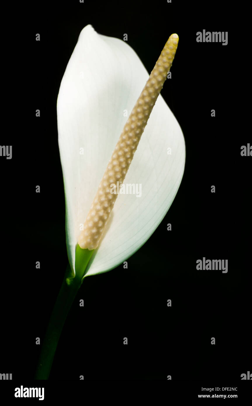 Single flower calla lily hi-res stock photography and images - Alamy