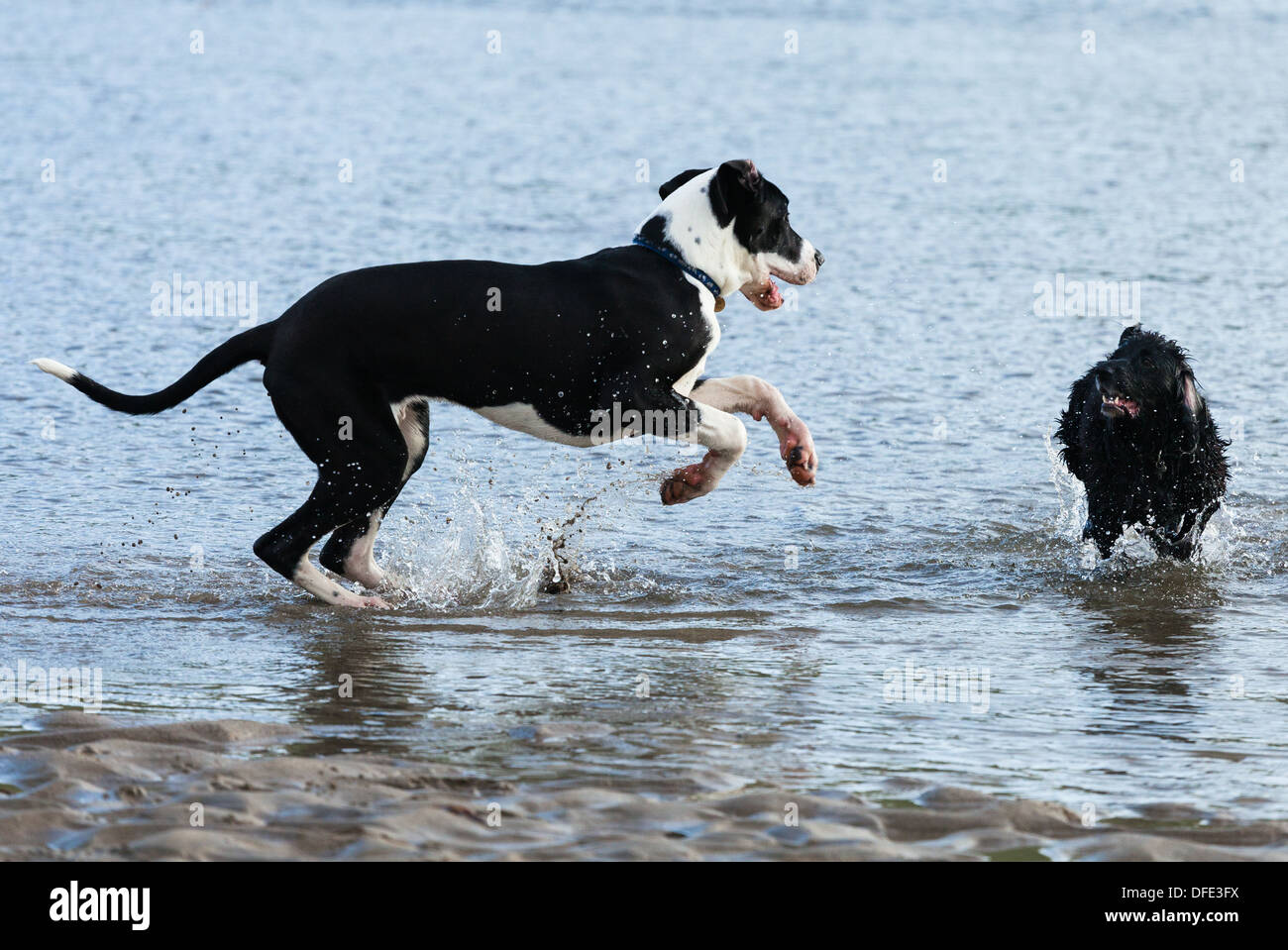 Passion for dogs hi-res stock photography and images - Alamy