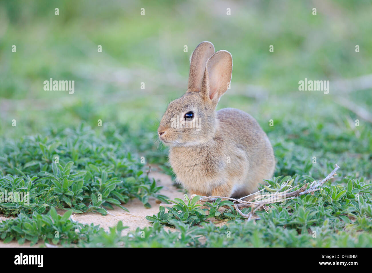 Outdoor outdoors plains prairie prairies rabbit rabbits hi-res stock ...
